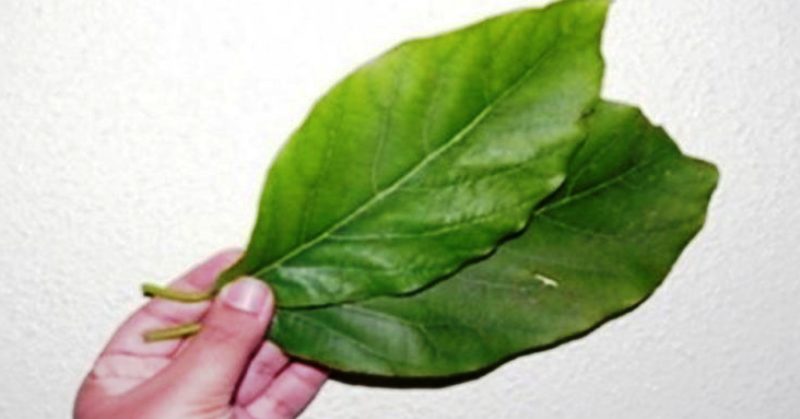 nispera-beneficios - Vida Saludable