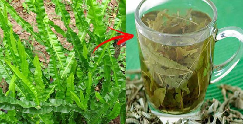 té-de-carqueja - Vida Saludable